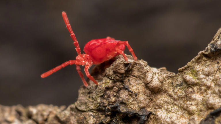 What Are Those Tiny Red Bugs You See Crawling Around?