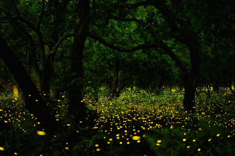 Where to see fireflies this early summer; nature's light show is back