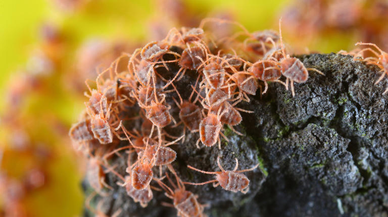 What Are Those Tiny Red Bugs You See Crawling Around?