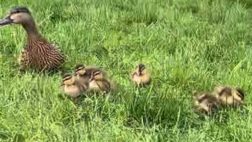 "I've Been Feeding This Mama Duck All Spring & Today She Brought Her ...