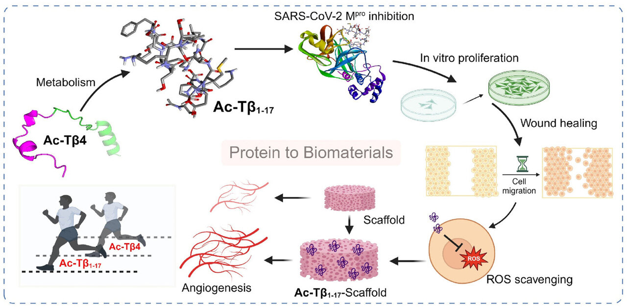 Dual-action peptide can target viruses while promoting tissue repair