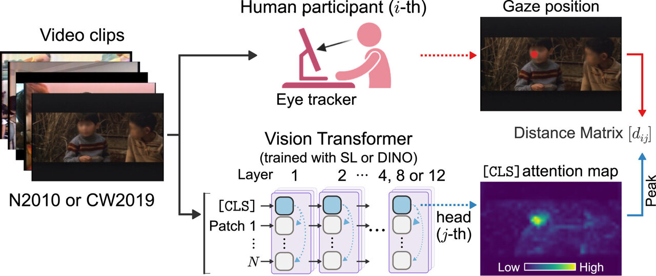 Self-trained vision transformers mimic human gaze with surprising precision