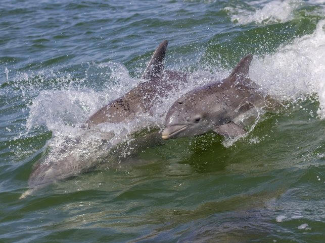 Sadistic Florida fisherman jailed and fined for killing dolphins in ...