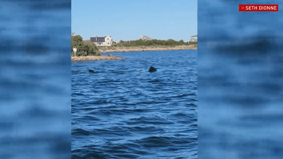 Shark sighted off coast of Block Island