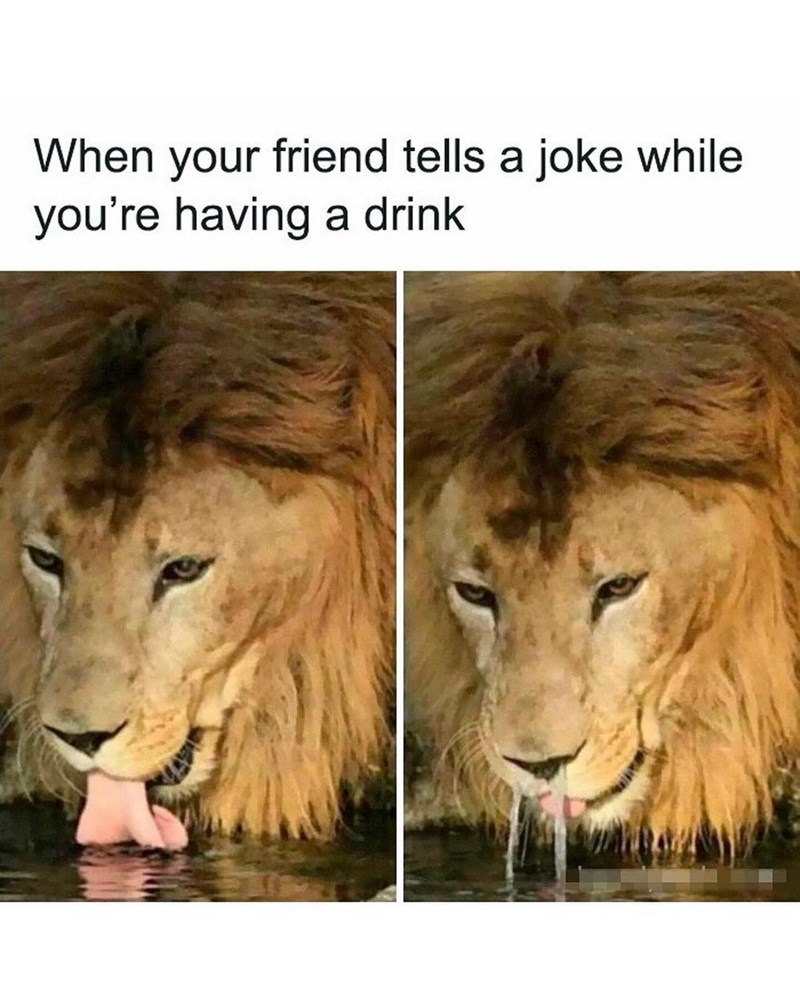 A Medley of 26 Motivational Animal Memes to Make Mondays Manageable