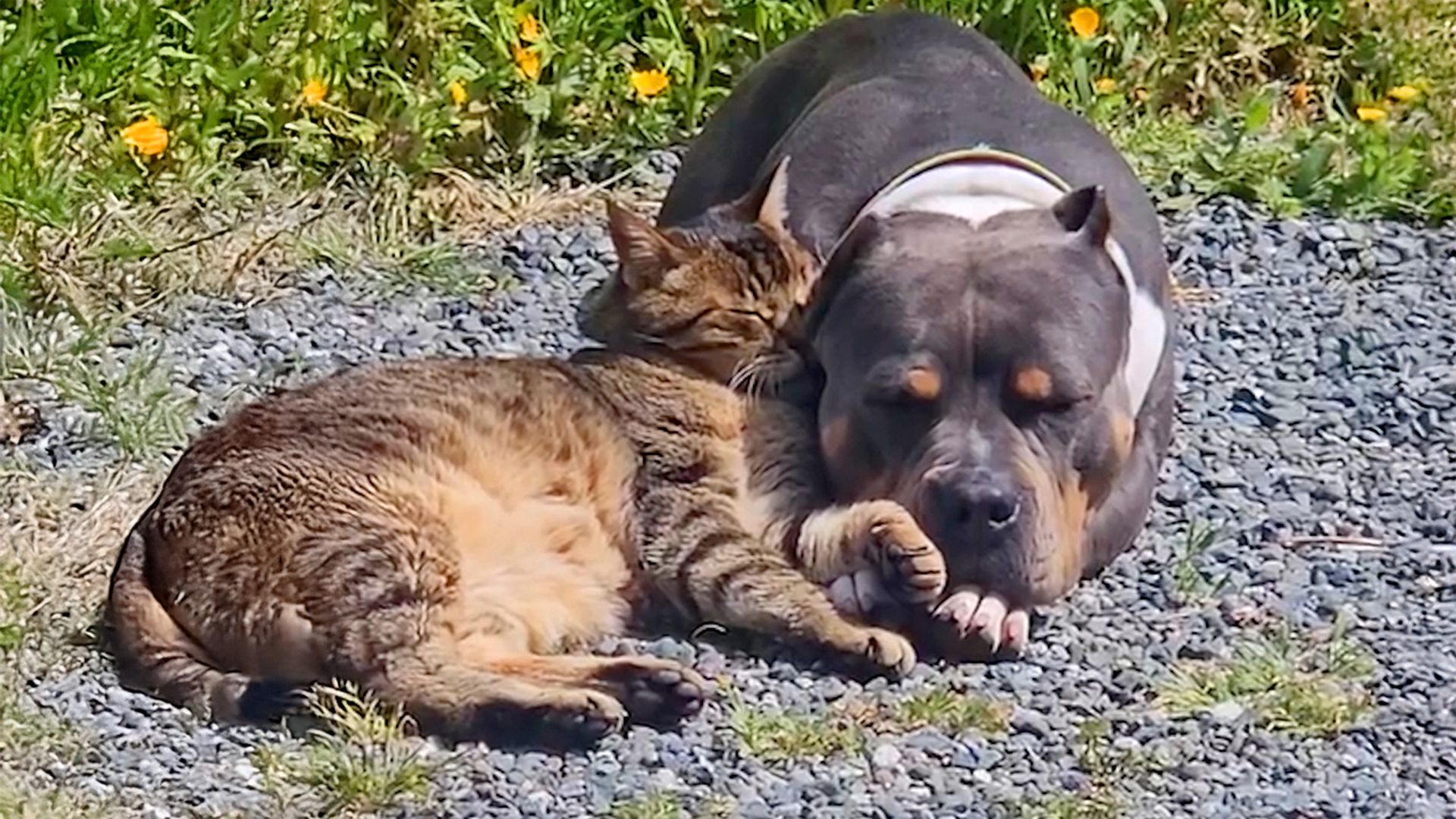 Magical Pittie Sends Cat BFF A New Friend From Heaven