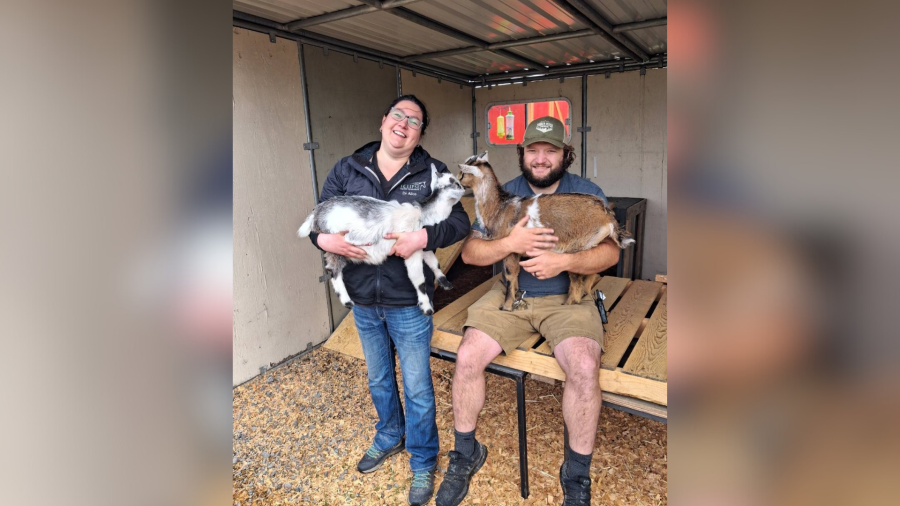 Vancouver feed store seeks help finding stolen baby goats, rabbit