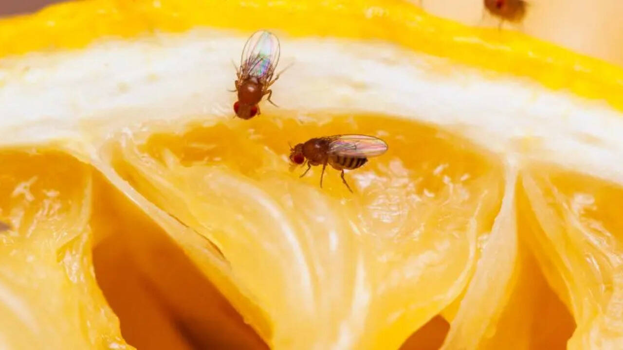 Where Do Fruit Flies Lay Eggs And What Happens When You Eat Them?