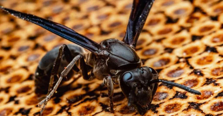 These giant wasps can grow up to 4 inches long
