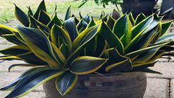 Hidup Puluhan Tahun! Ini 3 Tanaman Hias yang Awet dan Tahan Lama