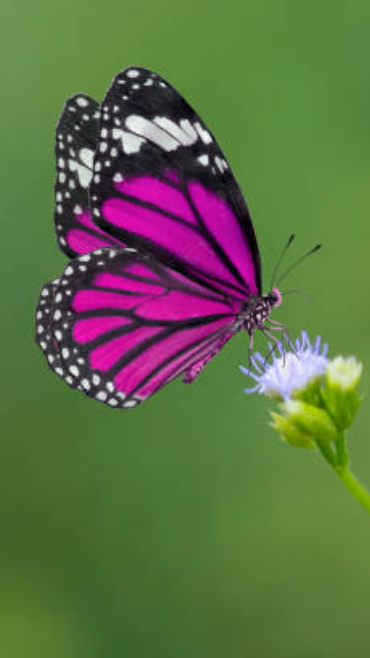 7 most beautiful butterflies in the world