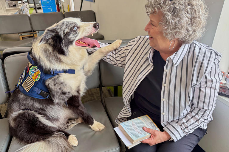 Meet Hercules and Ned, the border collies fending off wildlife at West ...