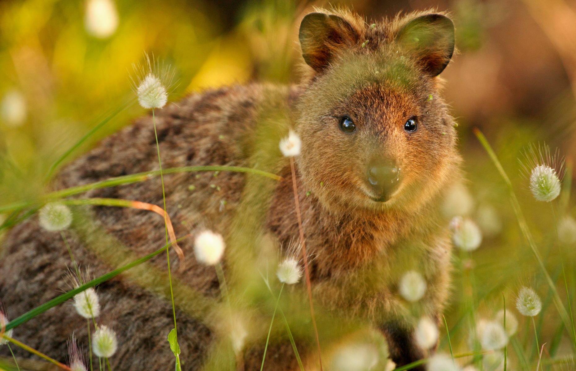20 facts about the quokka, the happiest-looking animal in the world
