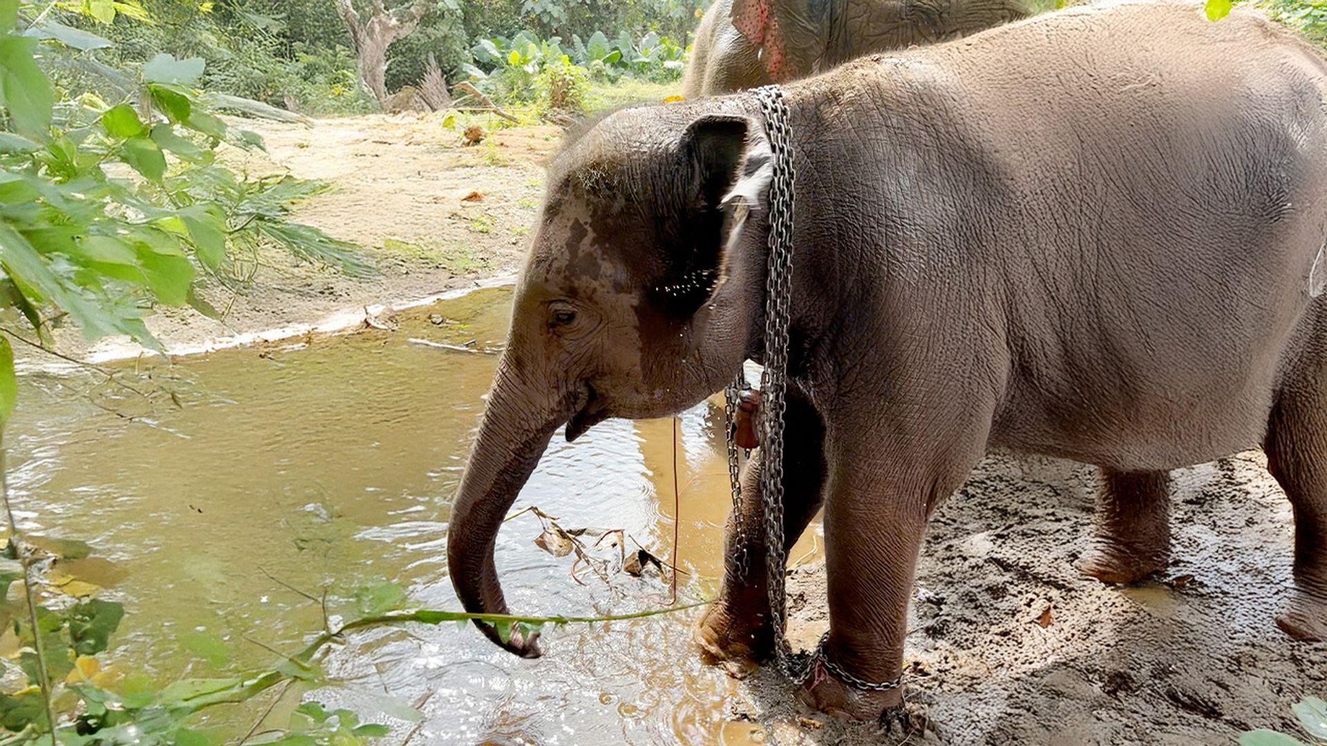 Baby Elephant Is Freed From Chains And Gets A New Mom