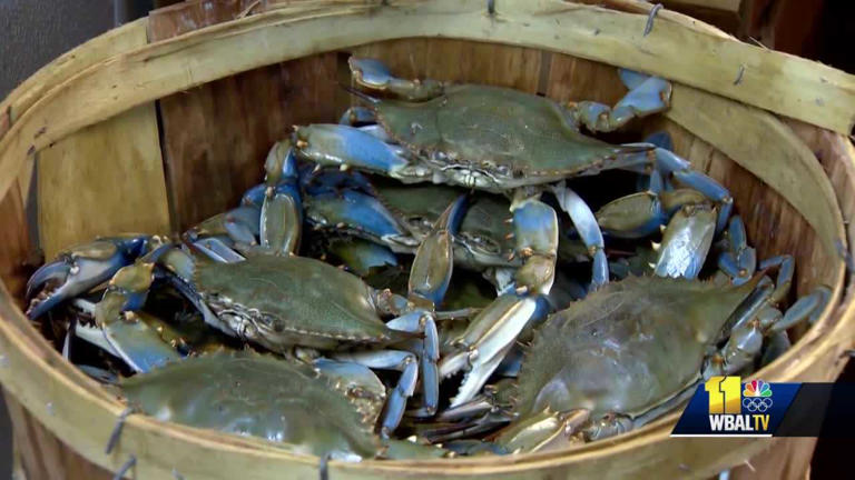 Latest survey shows growth in Maryland's blue crab population