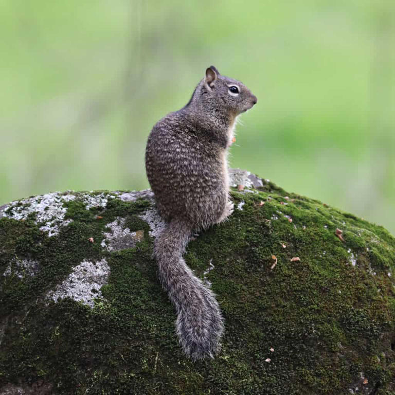 Potwisha Campground in Sequoia National Park