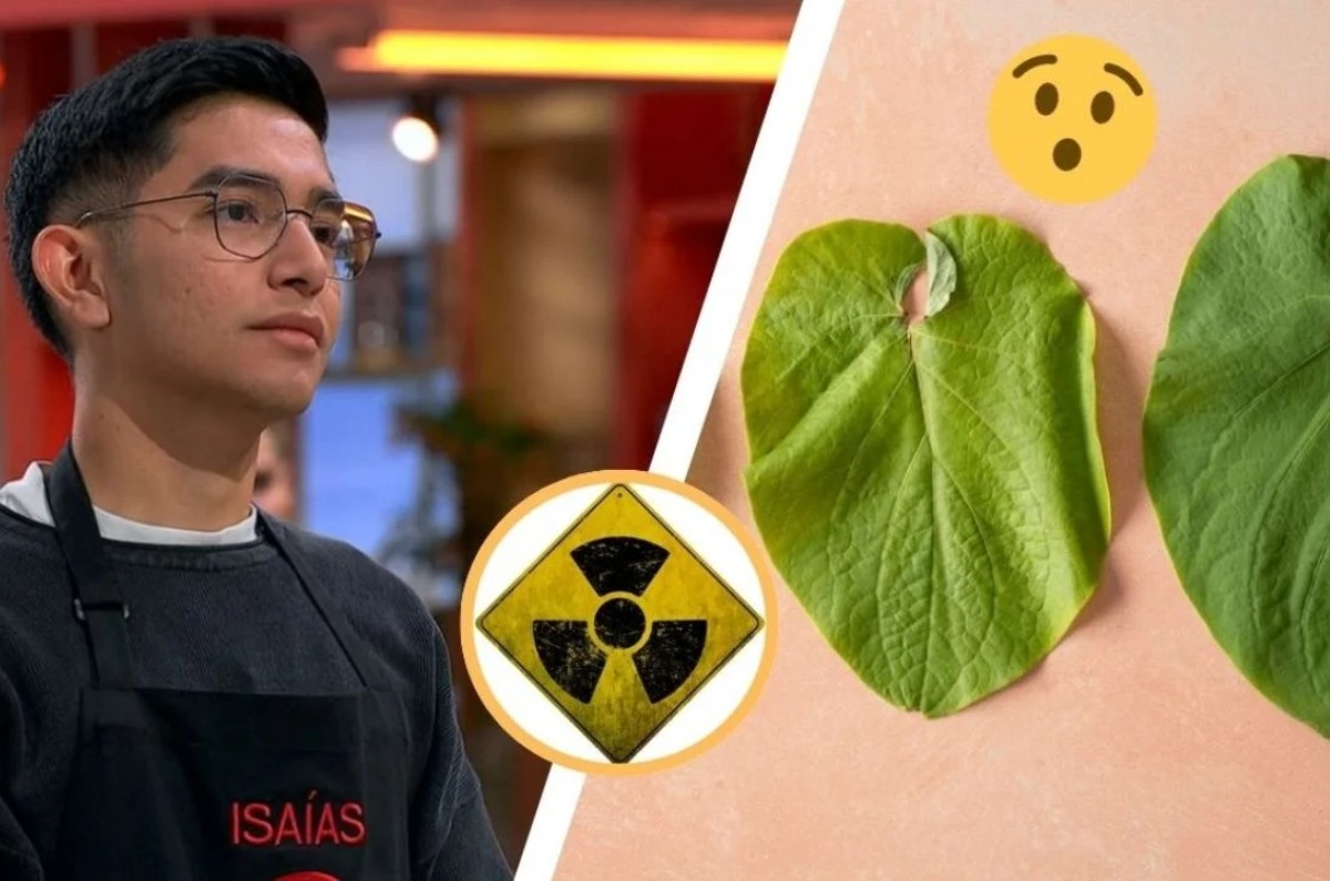 ¿Si o no se blanquea la hoja santa por que es tóxica? Duda resuelta por ...