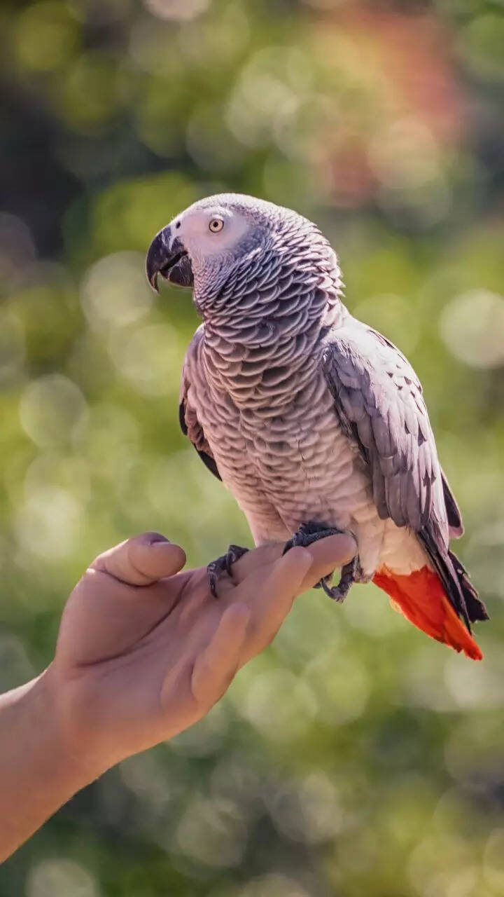 8 intelligent pet birds that can learn to talk like humans