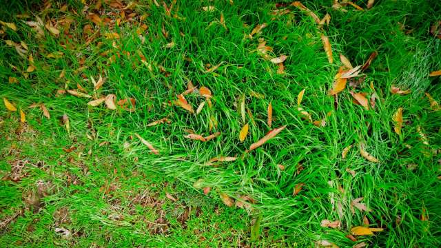 Officials consider banning common landscaping equipment with new bill ...