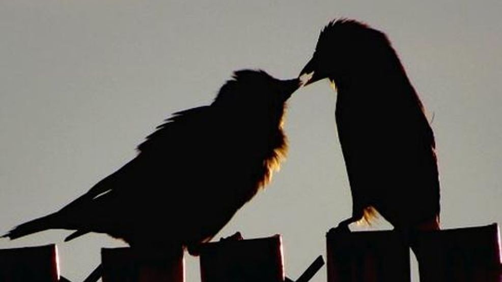 Shasta Wildlife team gives tips on navigating baby animal season in ...