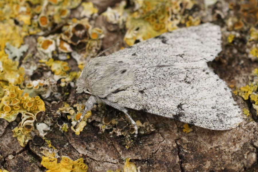 Migrating miller moths soon to fill Colorado: What they are, how to get ...