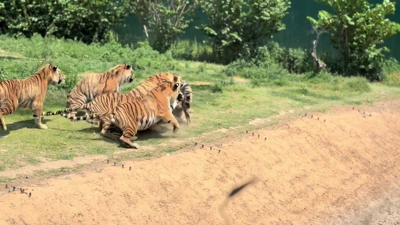 Grey crane looking for fish in tiger enclosure ends up being eaten instead
