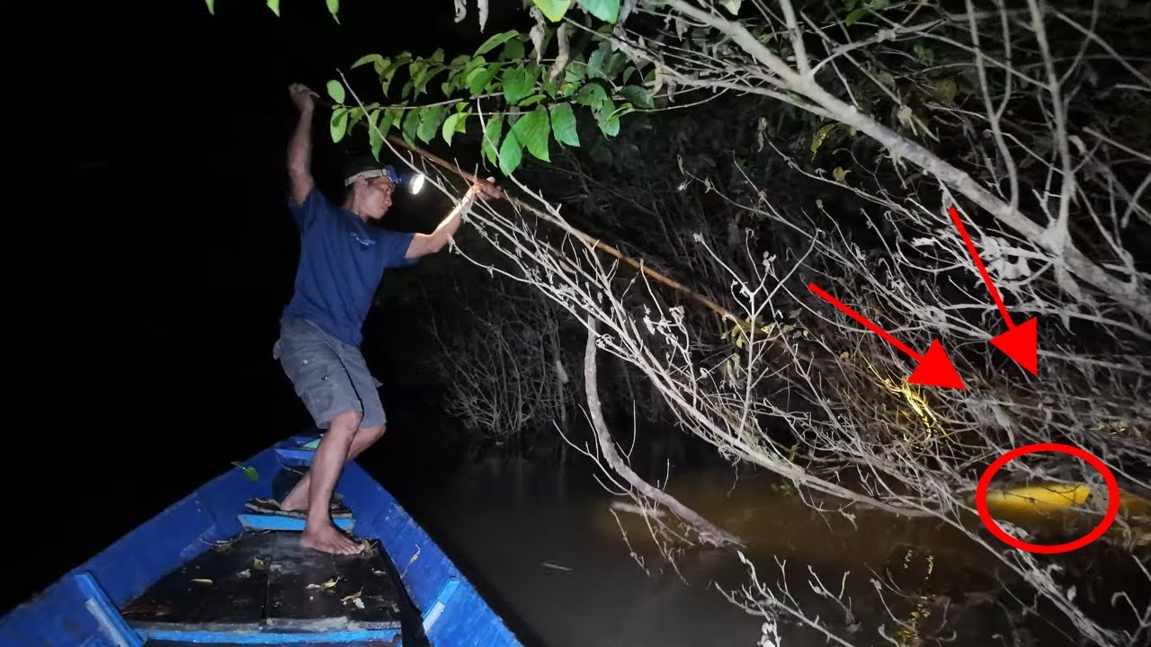 Menyelamatkan Toman Putih dari Obesitas Akibat Memakan Ikan-Ikan Kecil