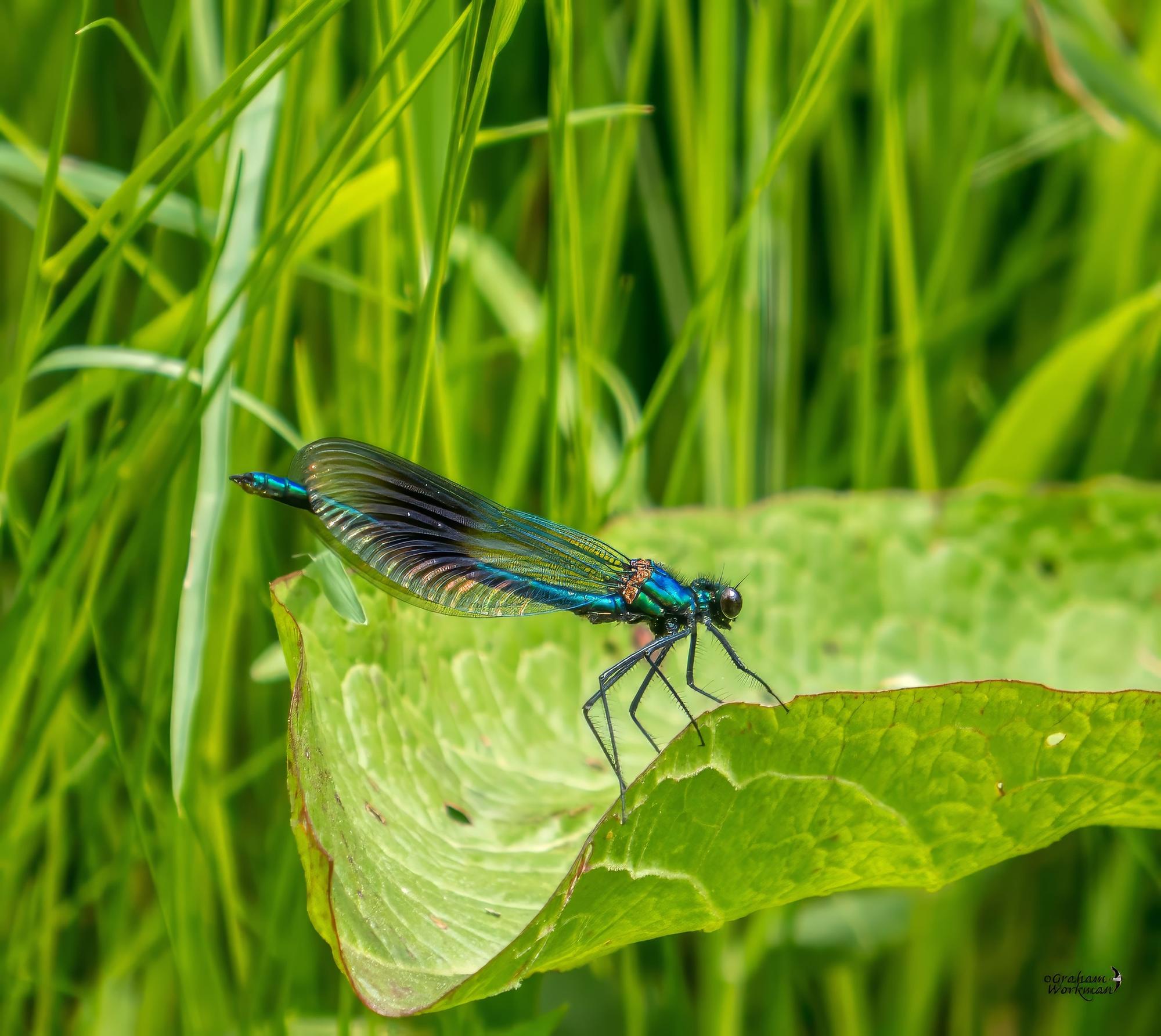 Graham Workman: Dragons and Damsels