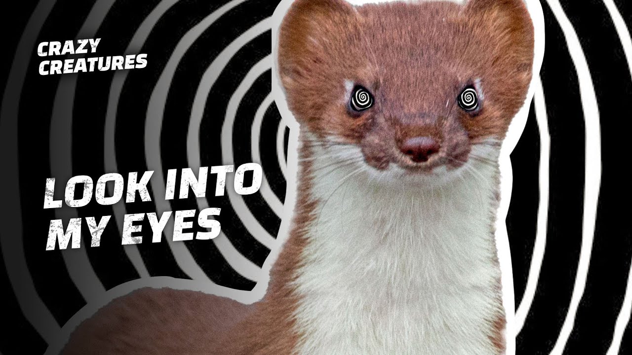 Hypnotized to Death by a Stoat