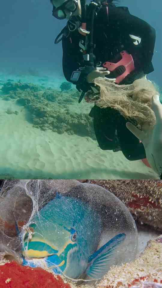 Discovering Mucous Membranes of Parrot Fish in the Ocean