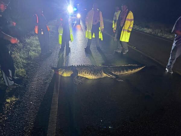 Firefighters respond to vehicle accident involving alligator
