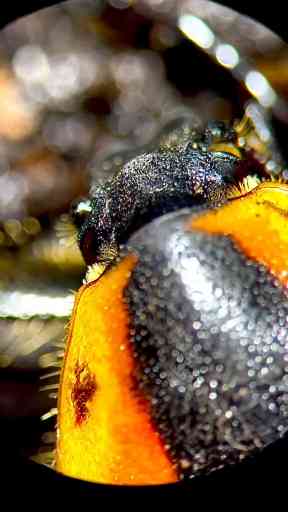Exploring the Fascinating World of Beetles Under the Microscope