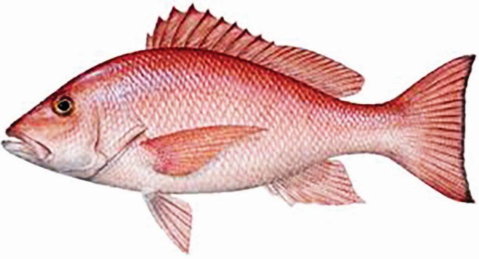 Record 126-day Gulf Red Snapper recreational season announced