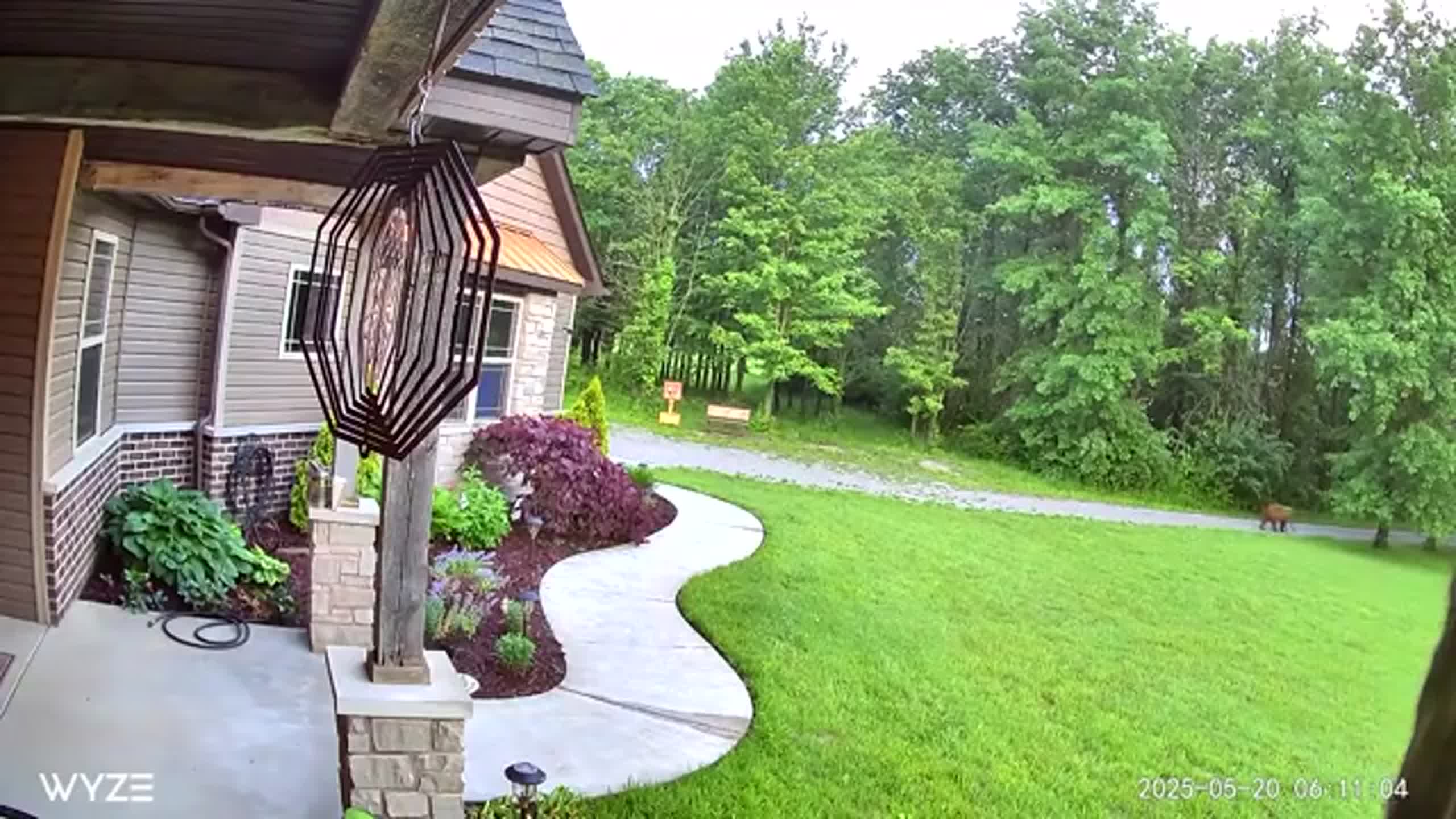 Bear caught on house security camera