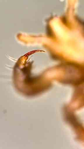 Effective Bee Lice Removal Methods Revealed