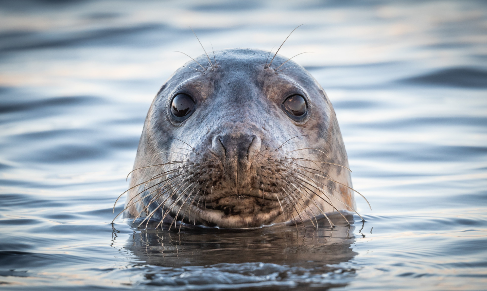 Sea lions and seals: what's the difference?