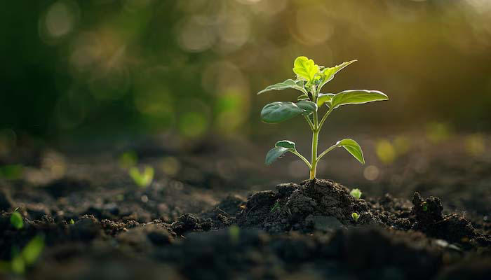 Gardening Guide: Science behind soil health and how to boost plant ...