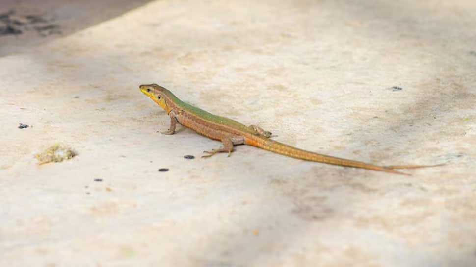 Can Lizards Bite And Are They Poisonous? Everything You Need to Know ...