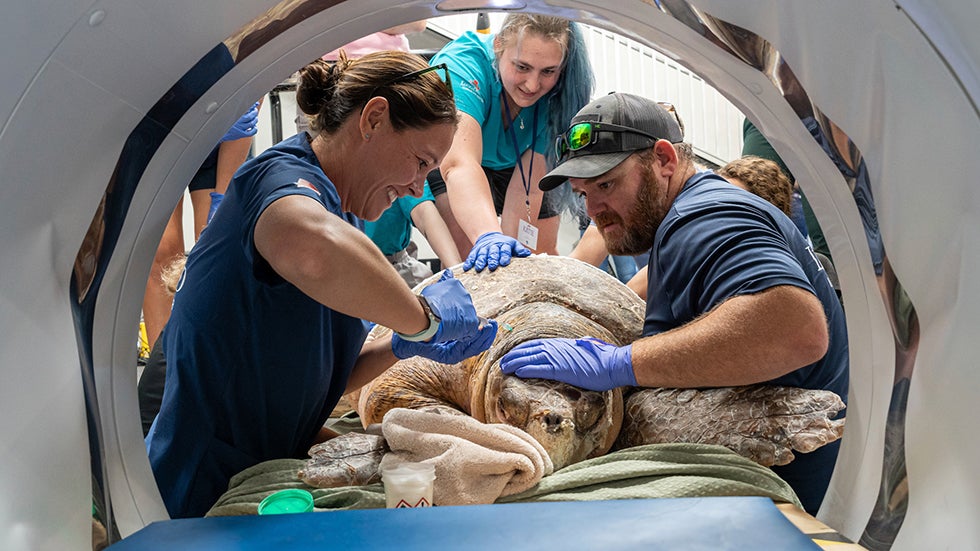Injured Sea Turtle Reveals Secret In CT Scan