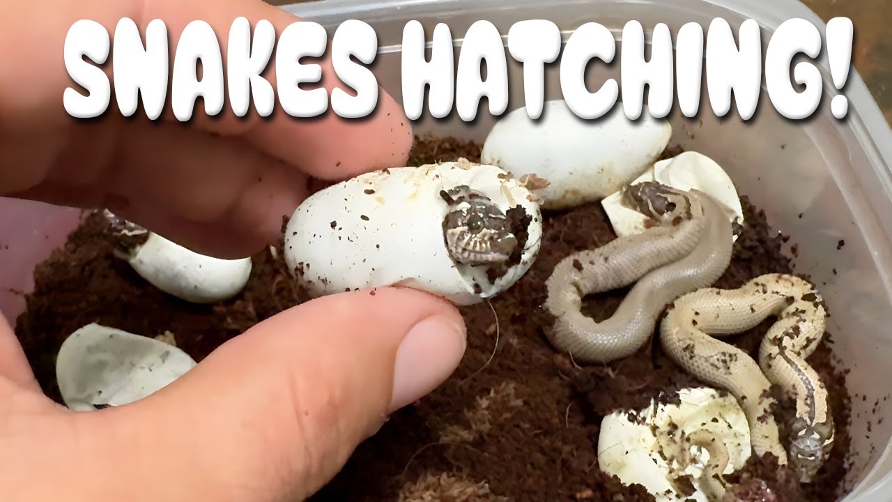 Baby Snakes Hatching – Up Close and Unbelievable