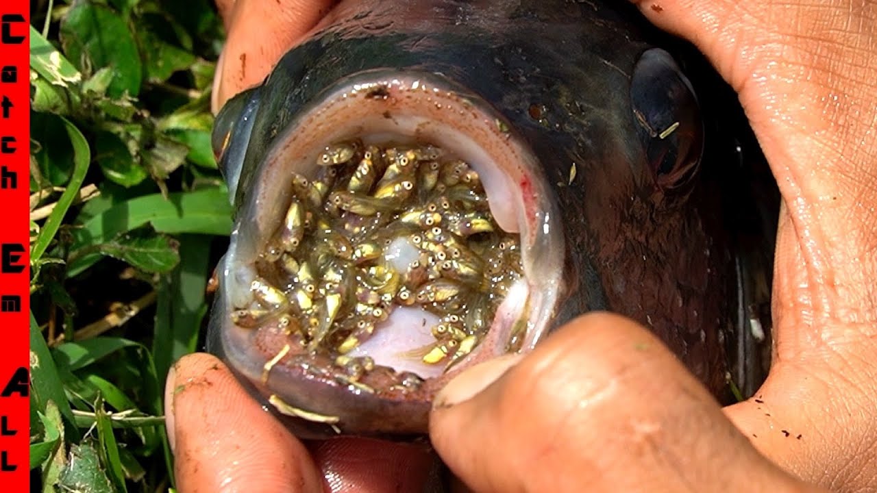 Inside the Mouth: 100s of Babies Found in This Fish
