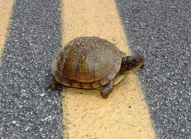 Drivers urged to watch out for turtles