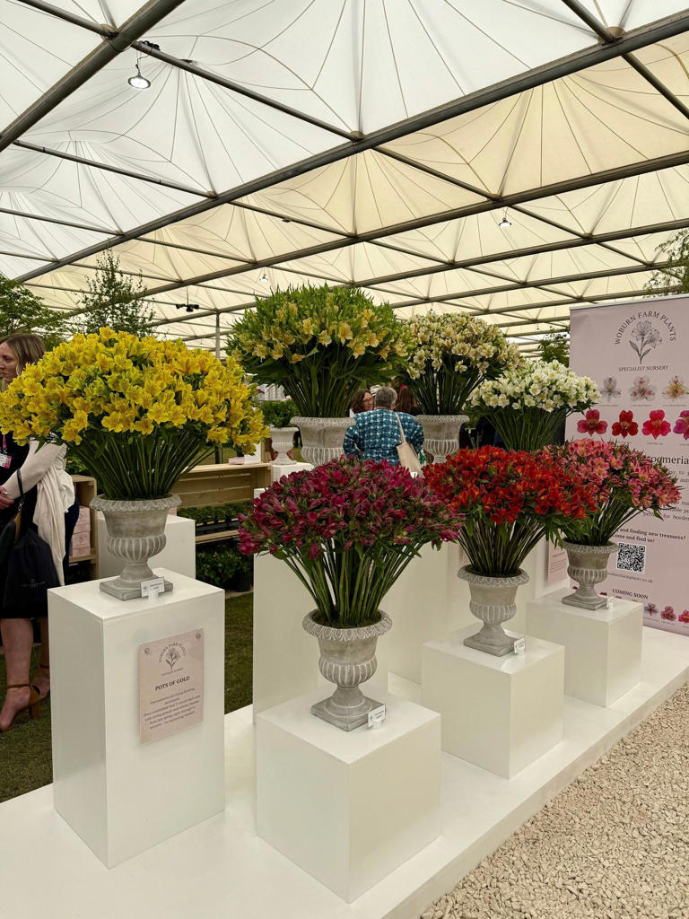 Woburn Farm Plants wins Silver Gilt at RHS Chelsea — and a spot on BBC ...