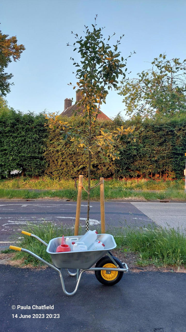Our new street trees are desperate for water: could you help keep them ...