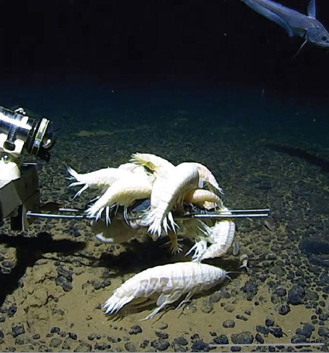 60% of The Ocean Floor Could Harbor 'Rare' Supergiant Crustacean