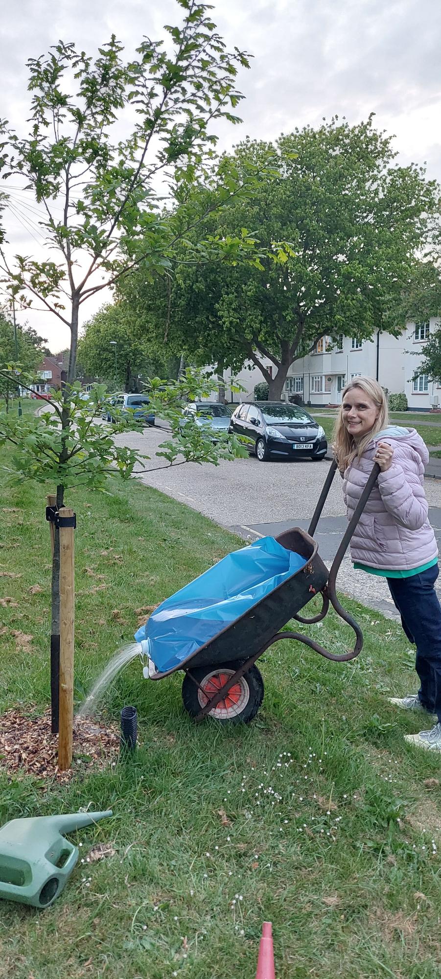Our new street trees are desperate for water: could you help keep them ...