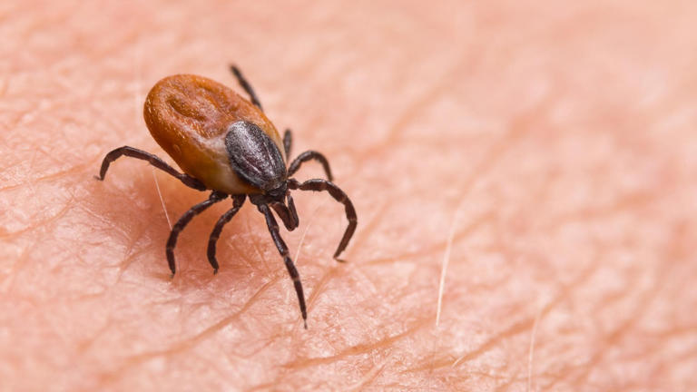 FSME-Impfung: So wichtig ist der Zeckenschutz wirklich