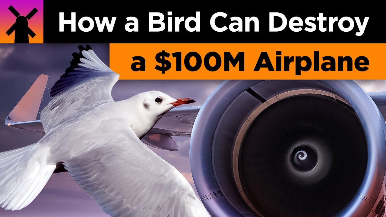How a bird can destroy a $100 million airplane