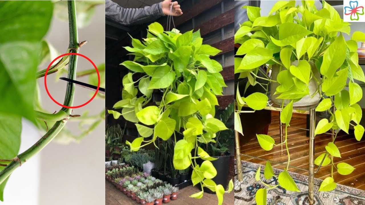 How to trim pothos correctly for maximum growth benefits