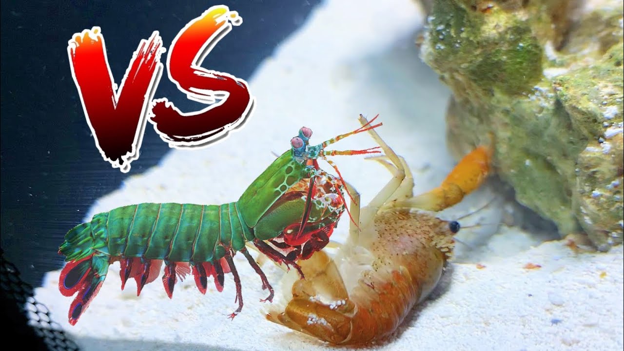 Crawfish vs mantis shrimp: The ultimate underwater battle